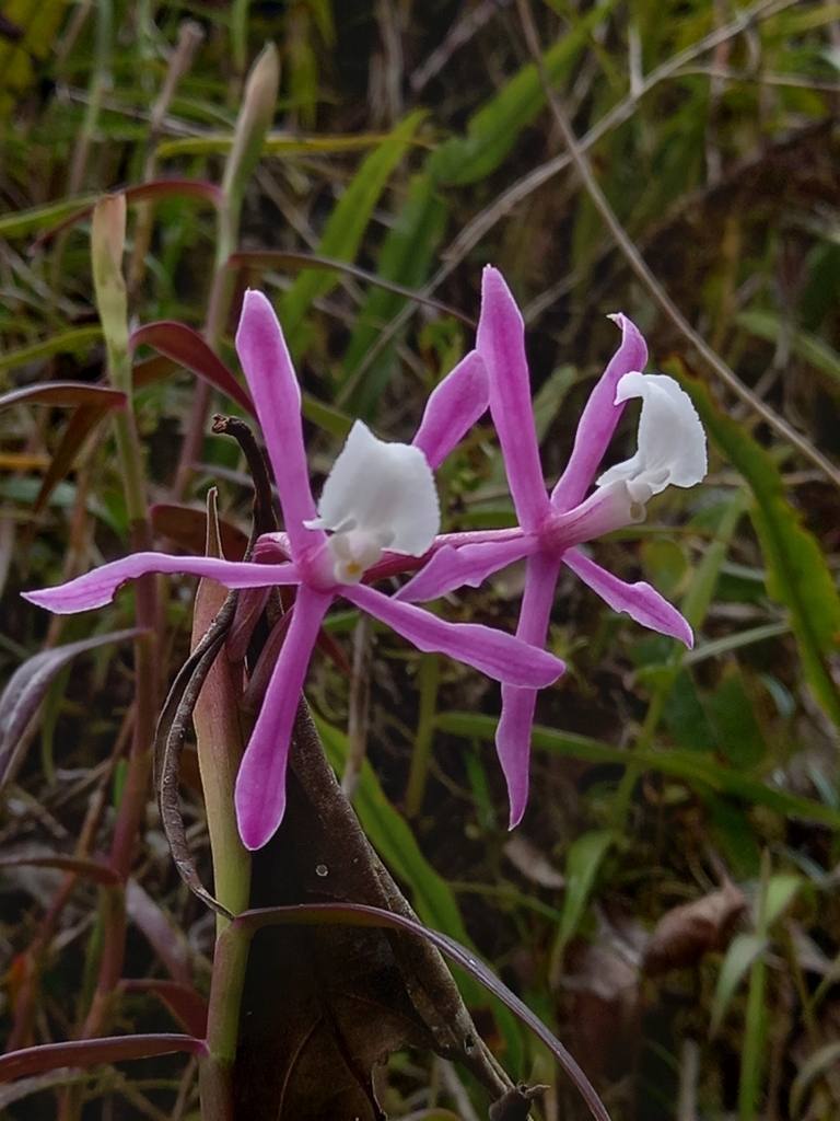 Epidendrum from Archidona, EC-NA, EC on February 1, 2024 at 10:36 AM by ...