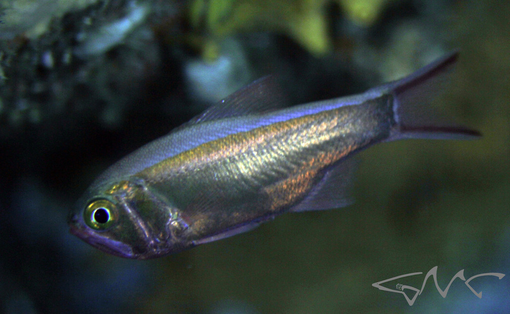 (Optivus) - Marine Life Identification