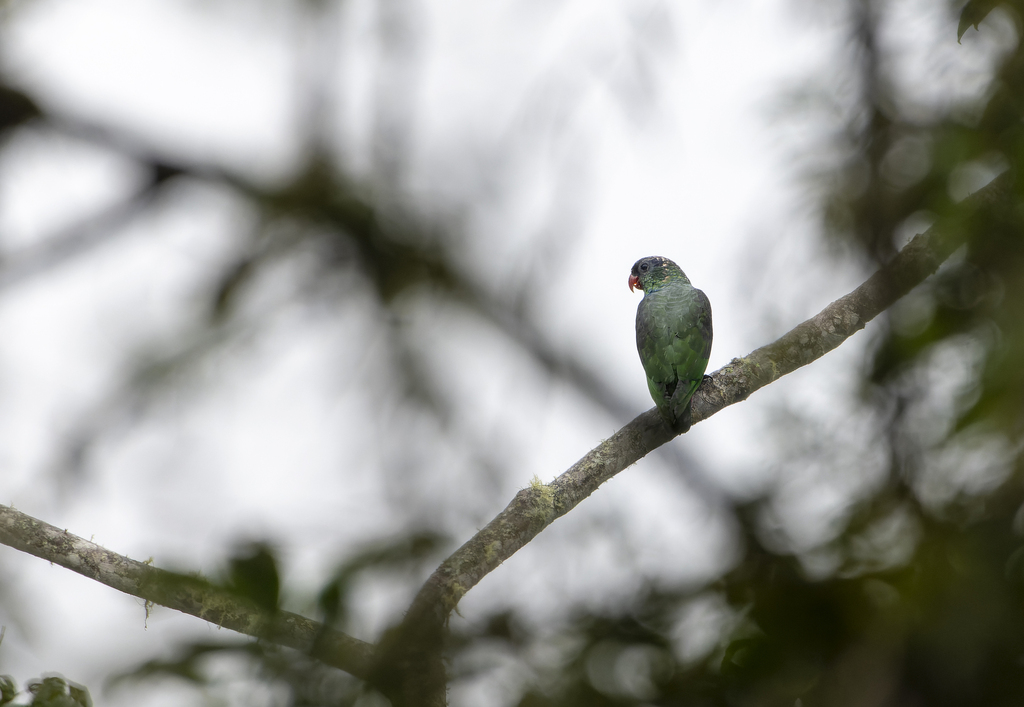 Red-billed Parrot from Chinchiquilla, San Ignacio, Perú on January 16 ...