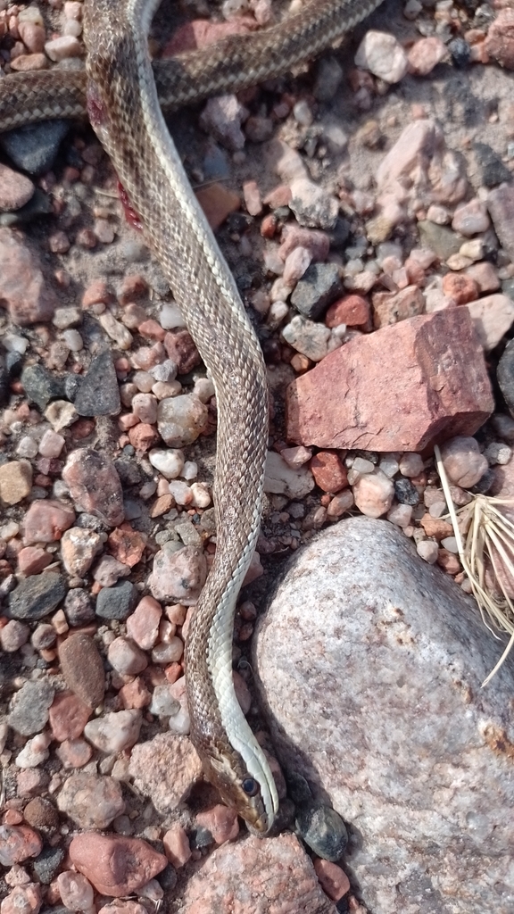 Mousehole Snake from Gral Alvear, Mendoza, Argentina on January 28 ...