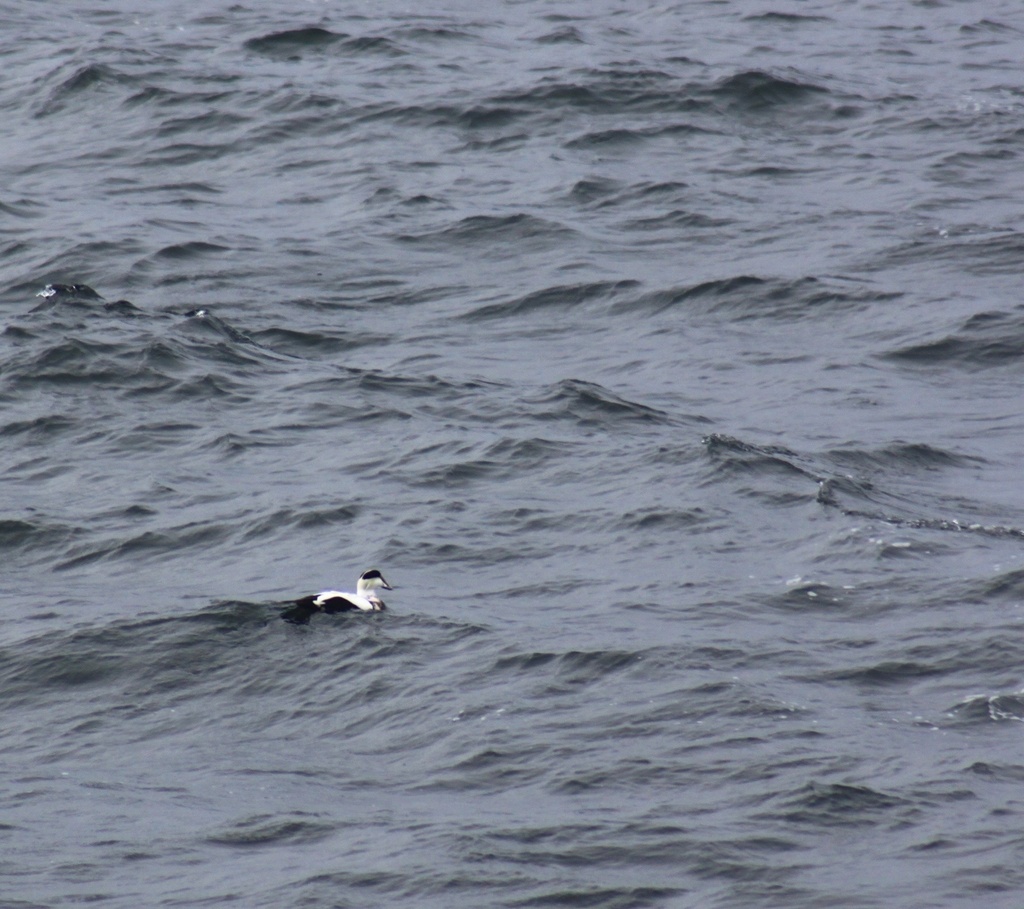 Common Eider from Parc national du Bic, Rimouski, QC, CA on October 21 ...