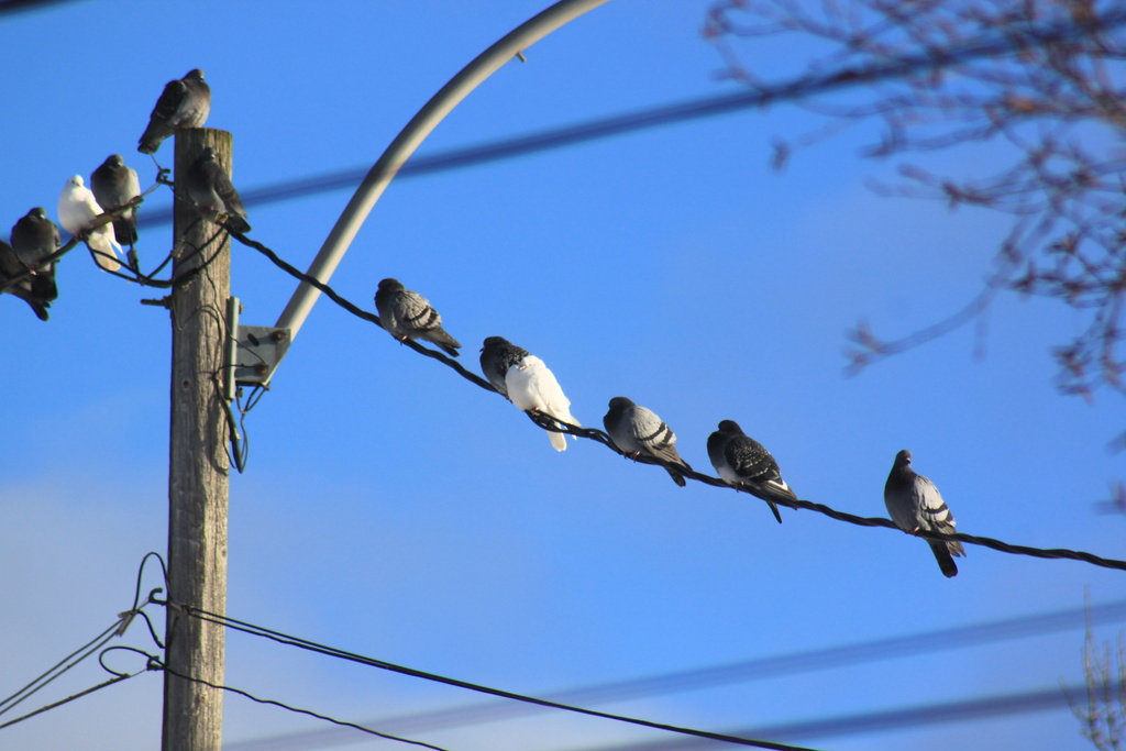 Feral Pigeon from Rue Brisson, Rimouski, QC, CA on December 16, 2023 at ...
