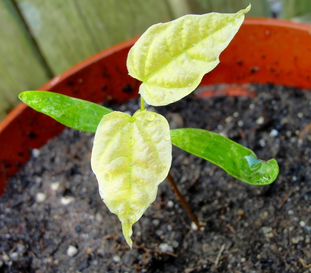 Norway maple from 652 Arlington Rd, West Babylon, NY 11704, USA on May ...