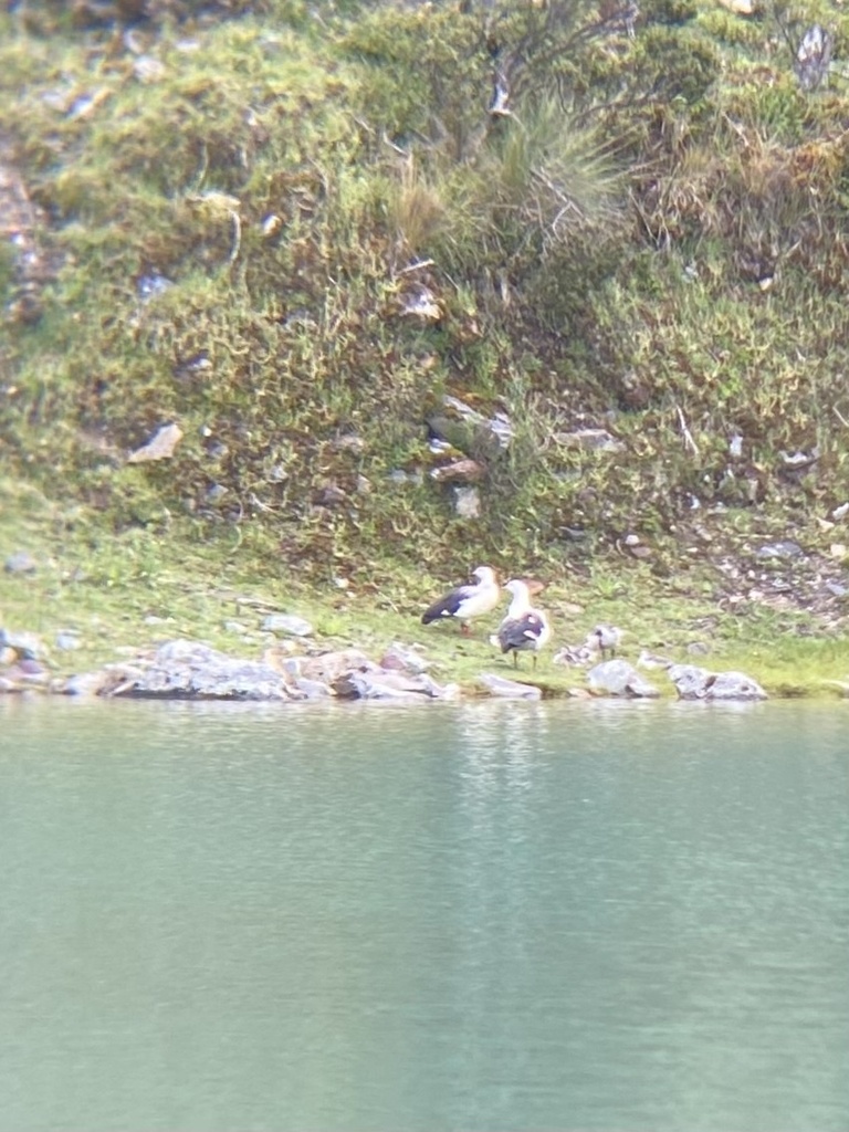 Andean Goose from Région de Cuzco, PE on January 8, 2024 at 01:02 PM by ...