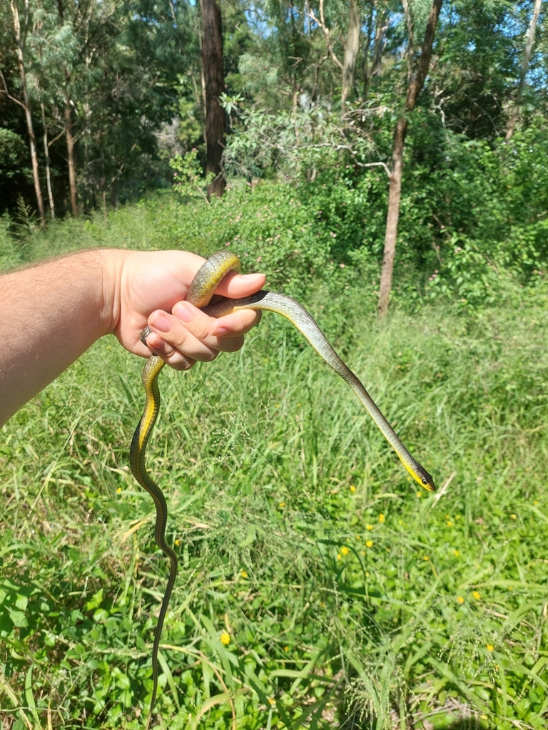 Common Tree Snake from Mount Glorious QLD 4520, Australia on February 2 ...