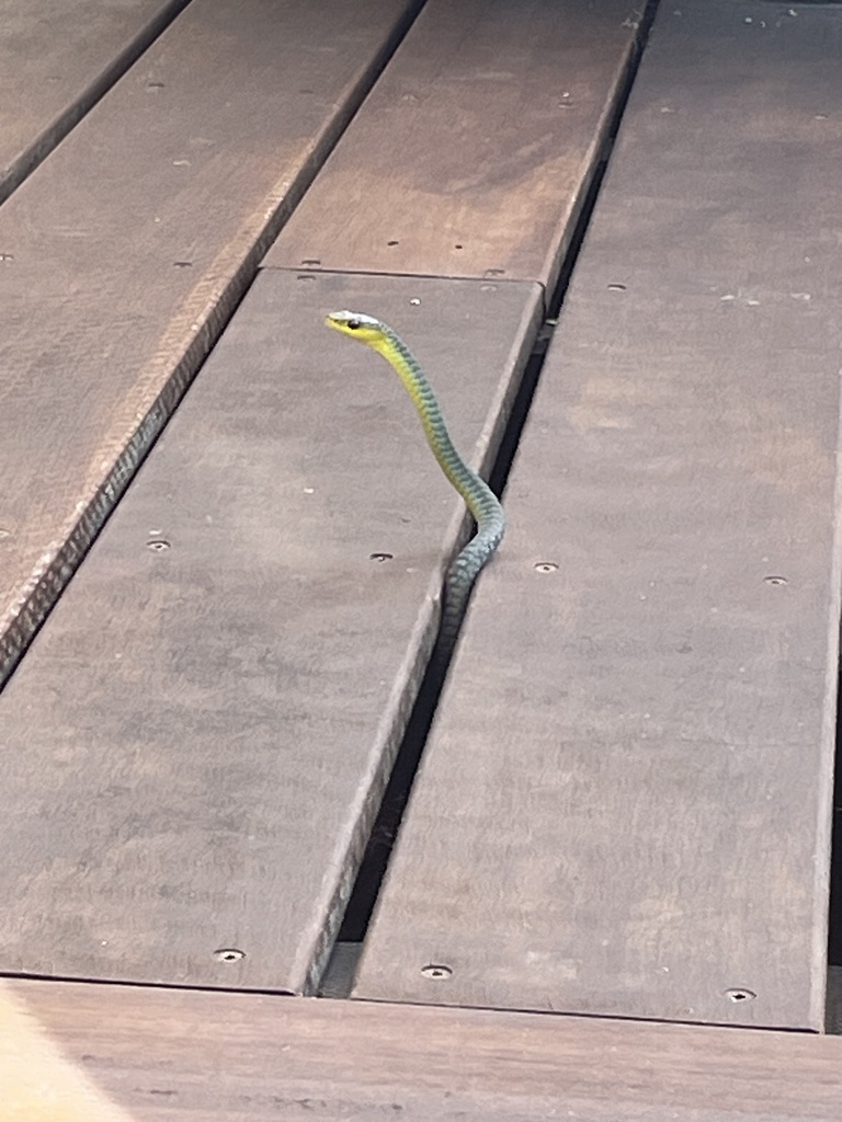 Common Tree Snake from Seacourt Ave, Dudley, NSW, AU on February 2 ...