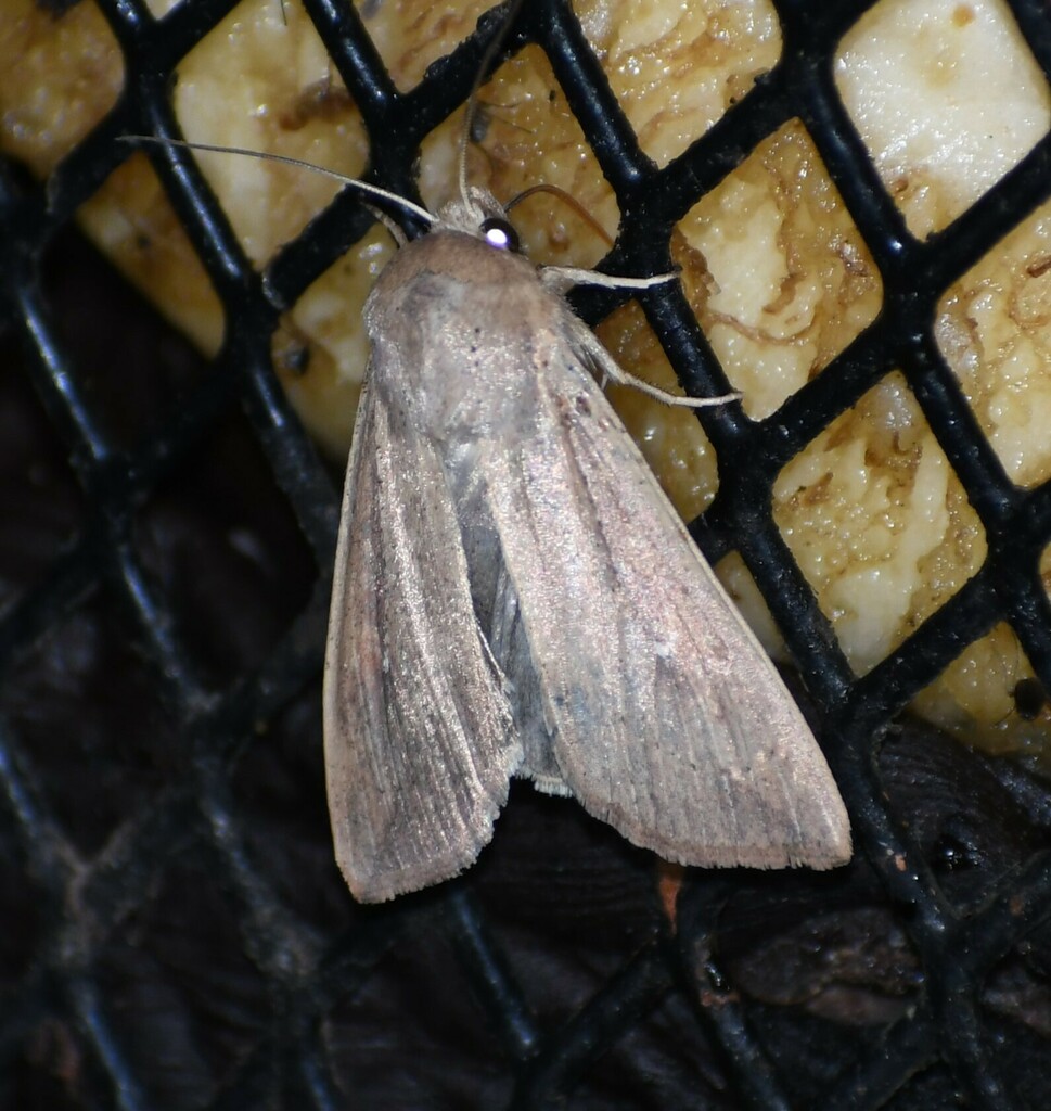 White-speck Moth from South Side, Corpus Christi, TX, USA on February 1 ...