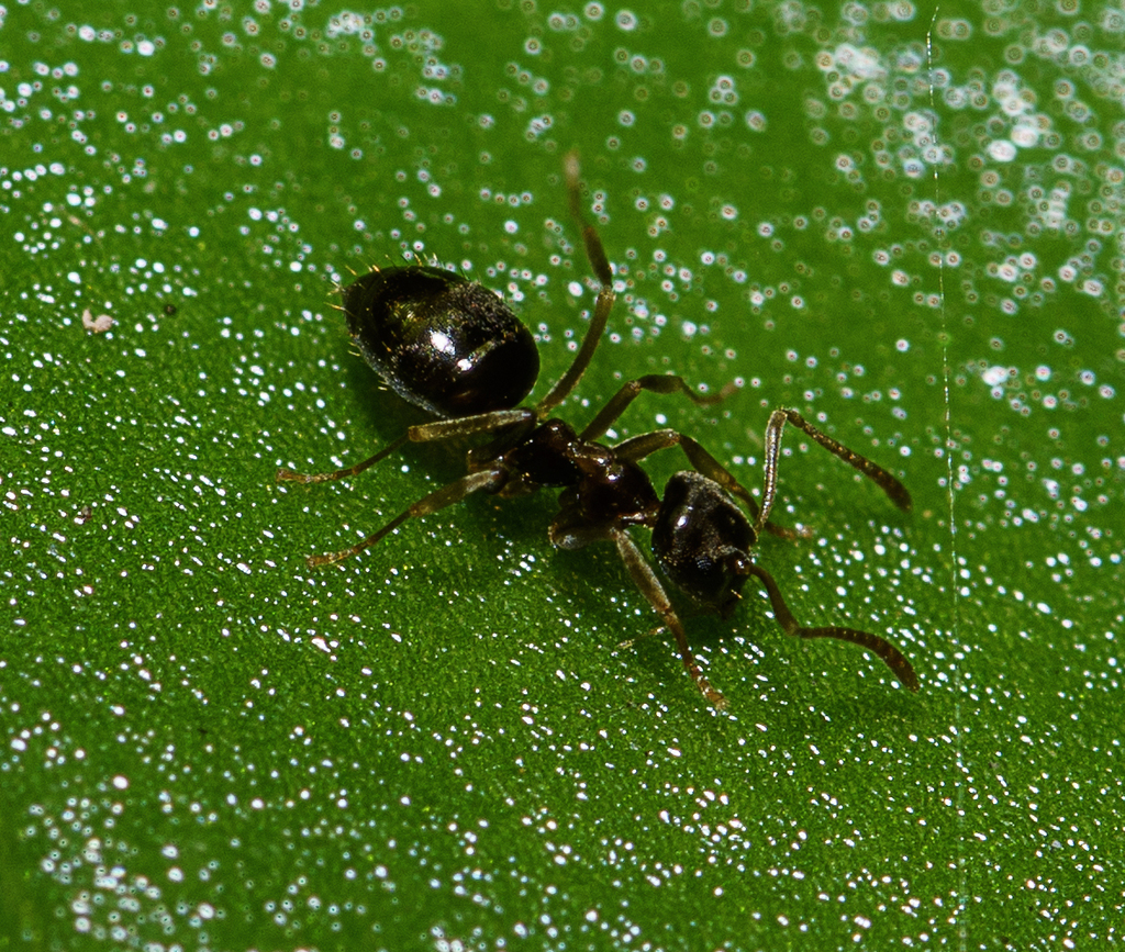 Small Brown Bush Ant from Paekākāriki Hill 5381, New Zealand on January ...