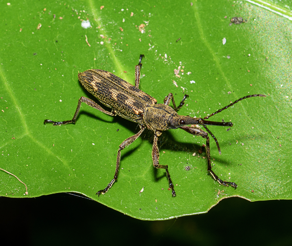 New Zealand Giraffe Weevil from Paekākāriki Hill 5381, New Zealand on ...