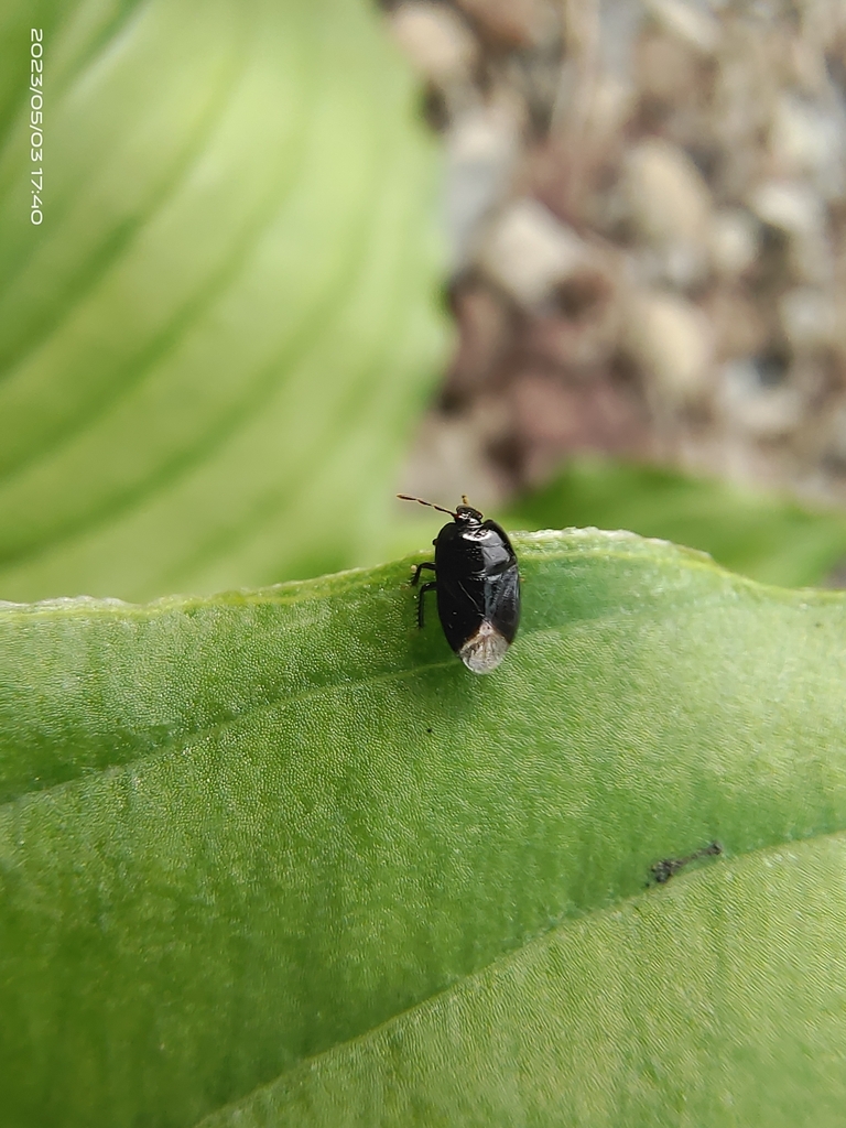 Geotomus from Yichun, CN-JX, CN on May 3, 2023 at 05:40 PM by jiuheng92 ...