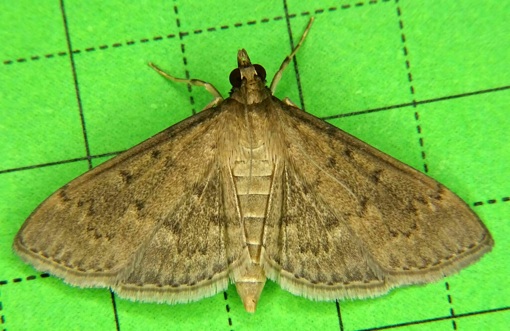 Grass Webworm Moth from Darwin NT, Australia on February 1, 2024 at 07: ...