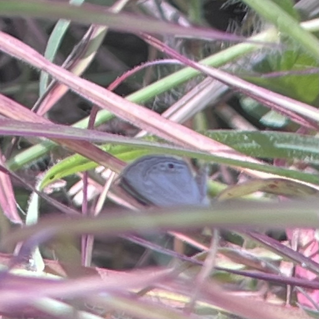 Black-spotted Grass-blue from Westwood, QLD, AU on February 2, 2024 at ...