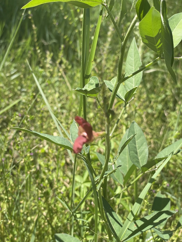 Phasey Bean in February 2024 by Christalla · iNaturalist