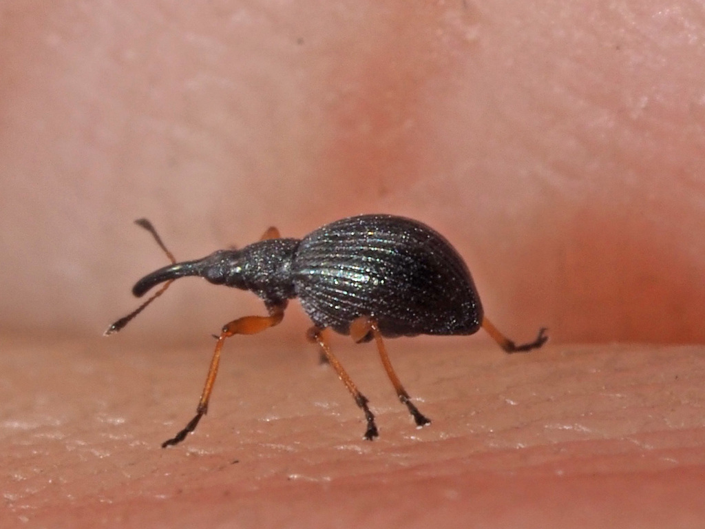 Protapion fulvipes from Iller, Kempten (Allgäu), Deutschland on July 6 ...