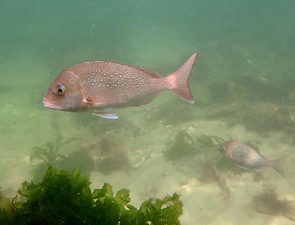 Australasian Snapper from Hampton Beach, Victoria, Australia on January ...