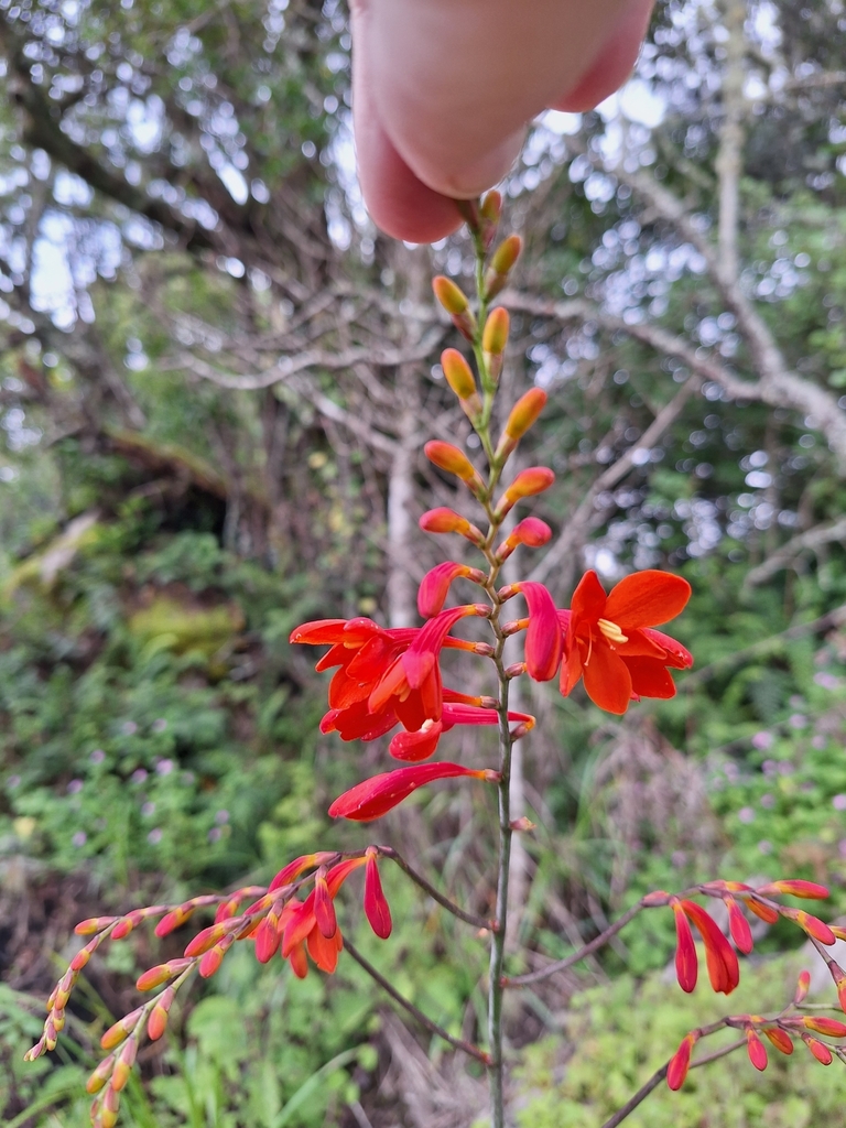 Mathews' Montbretia from Thaba Chweu Local Municipality, South Africa ...