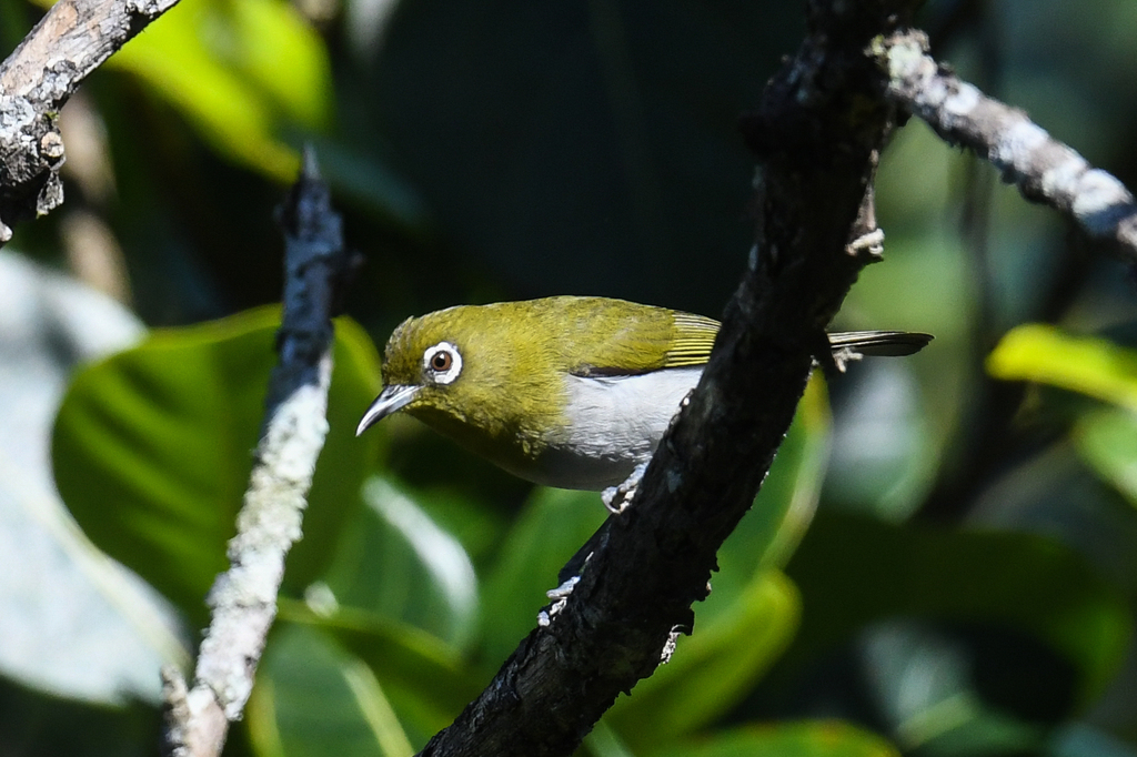 Sri Lanka White-eye from Tea Castle Mlesna, Sri Lanka on January 18 ...