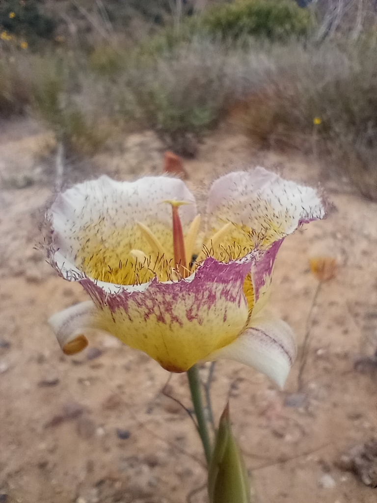 intermediate mariposa lily in May 2022 by tuffbun · iNaturalist