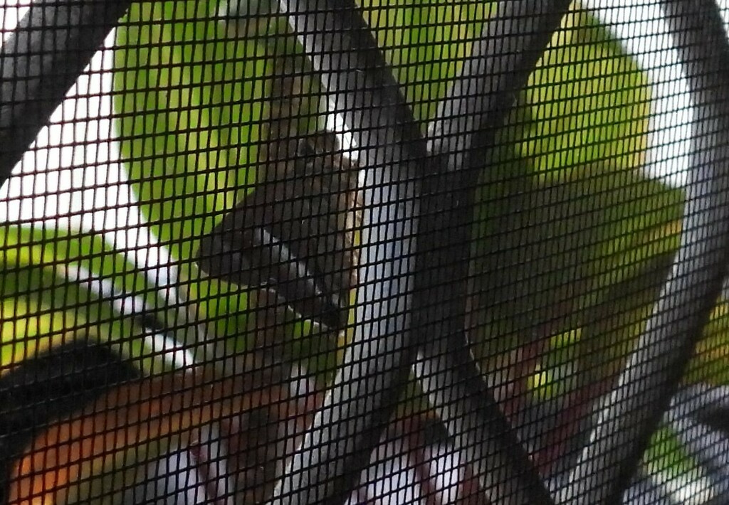 Common Banded Awl from Brisbane QLD, Australia on February 2, 2024 at ...