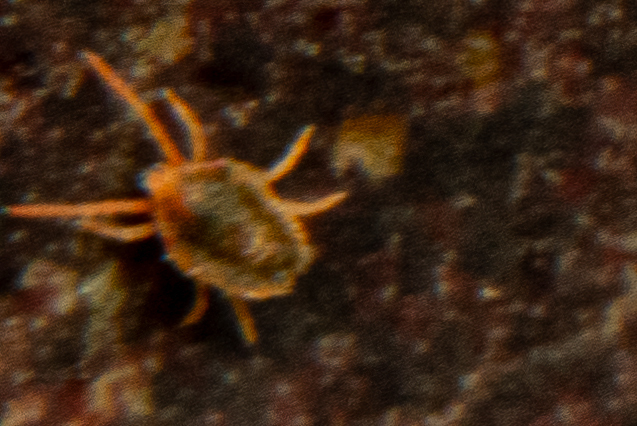 Bryobia in February 2024 by Alan Yoshioka · iNaturalist