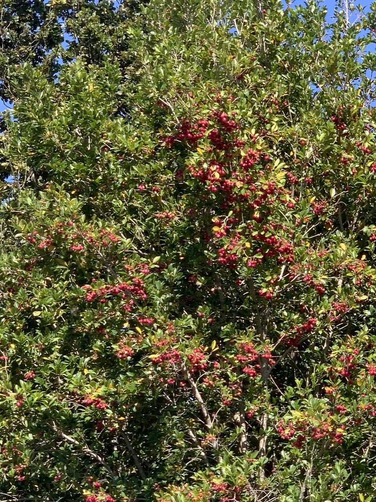 scrub cherry from Lovell, Stellenbosch, WC, ZA on February 2, 2024 at ...
