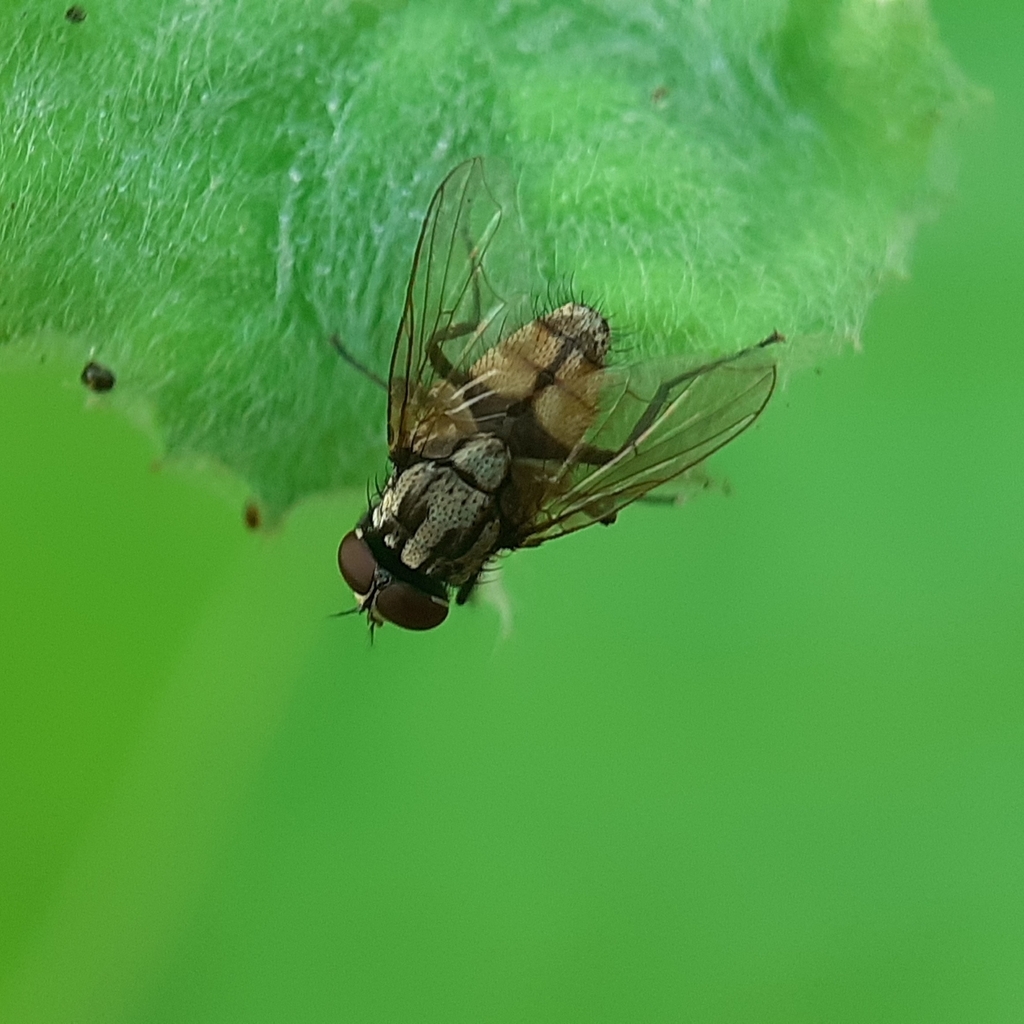 Musca from Mumbai Veterinary College, Goregaon on February 2, 2024 at ...