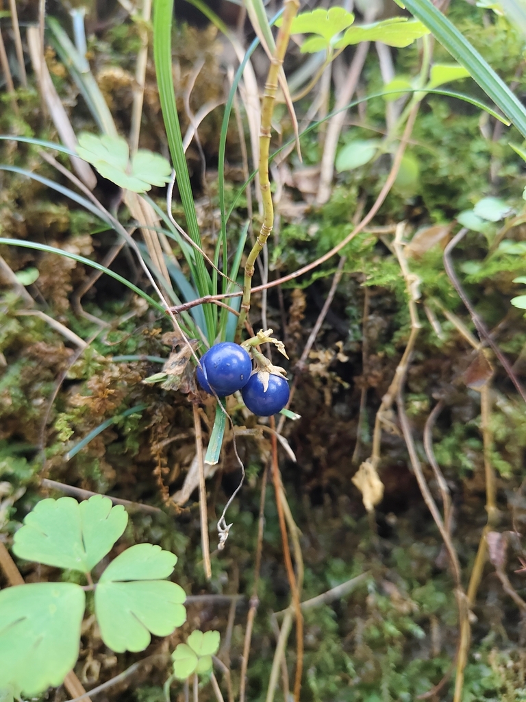 Dwarf Lily-turf from Guiyang, CN-GZ, CN on February 2, 2024 at 03:46 PM ...