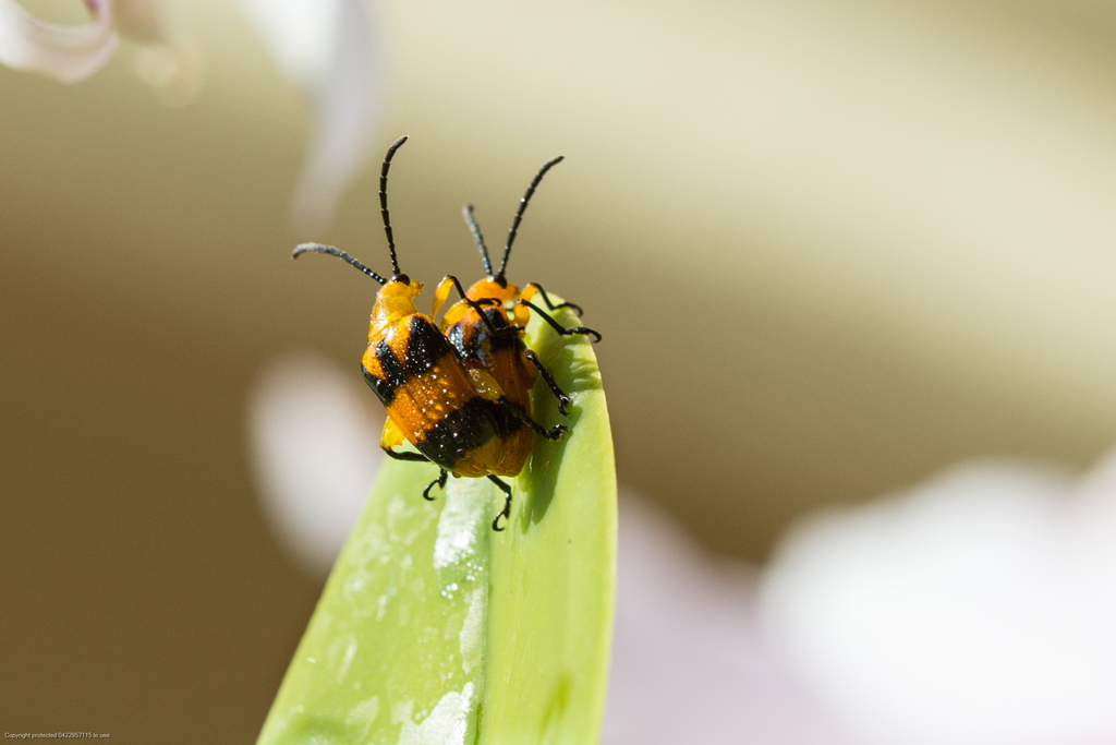 Dendrobium Beetle from 7 Salisbury Ct, West Hoxton NSW 2171, Australia ...