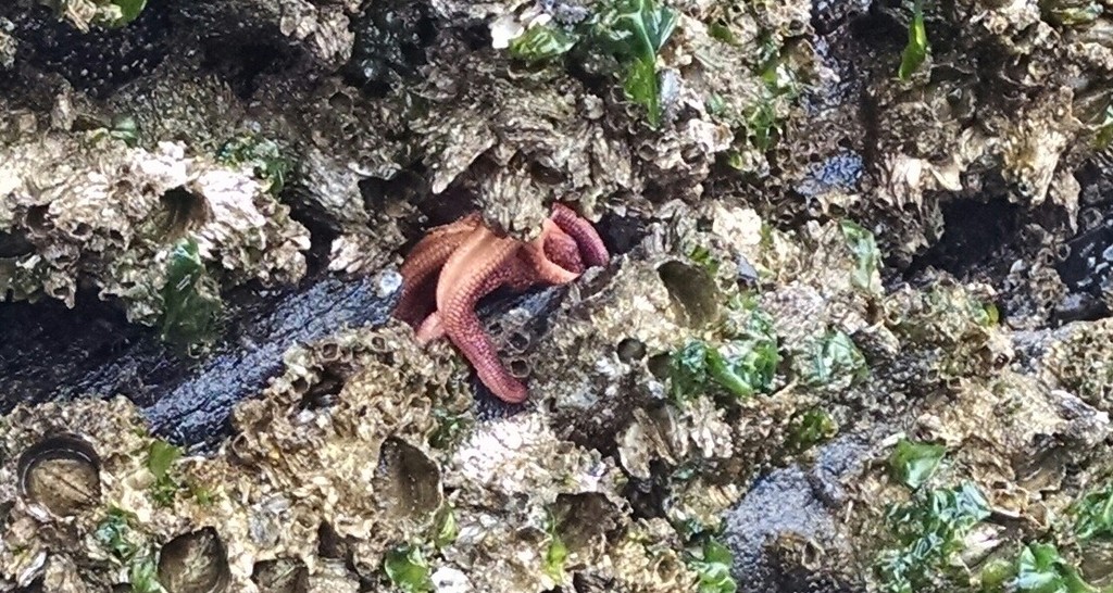 Northern Blood Star from 15448 Rosario View Ln Anacortes, WA 98221 on ...