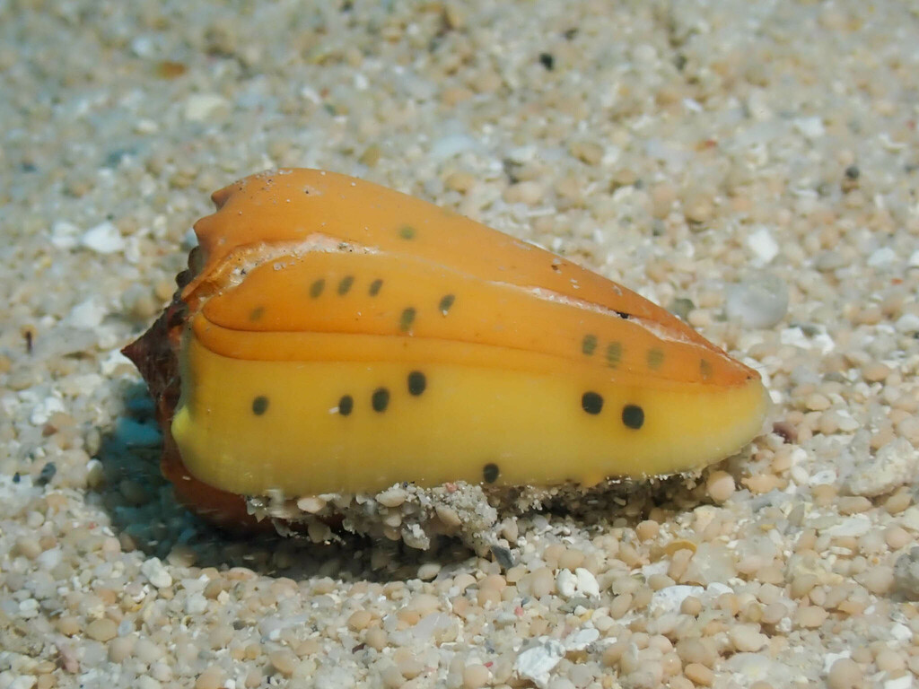 Flea-bitten Cone from Majuro Atoll, RMI on January 29, 2024 at 08:02 PM ...