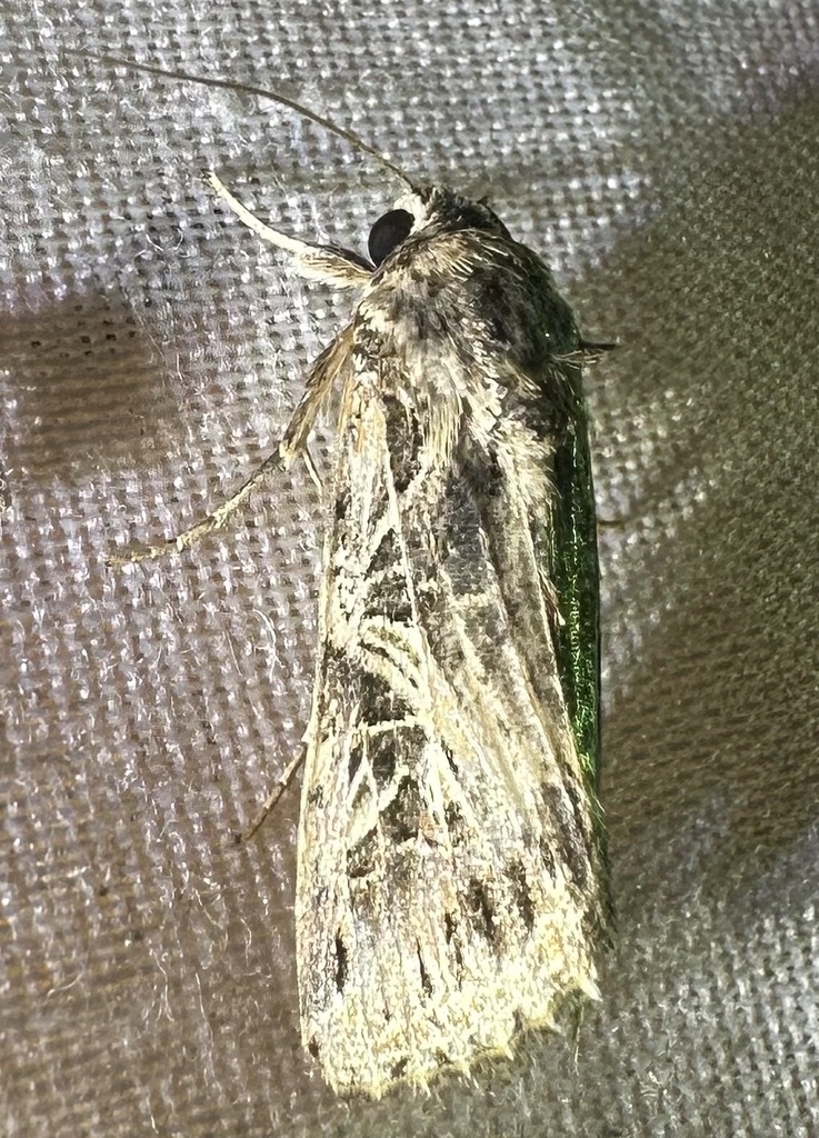 Mediterranean Brocade from North West, BW on February 1, 2024 at 10:20 ...