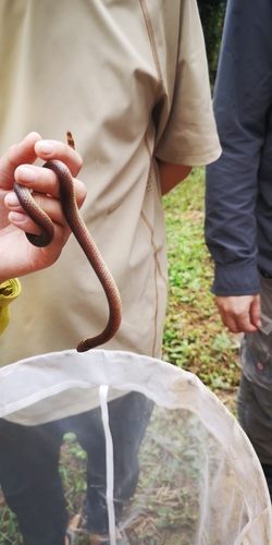 Variable Reed Snake (Calamaria lumbricoidea) - Snakes and Lizards