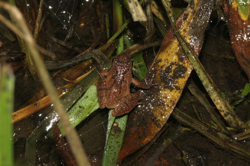Romer's Tree Frog from Shouson Hill, Hong Kong on January 31, 2024 at ...