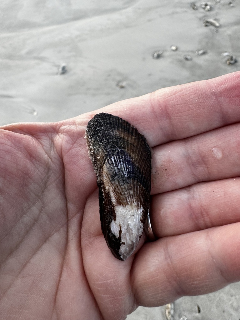Atlantic Ribbed Mussel from Saint Helena Island, Beaufort, SC, US on ...