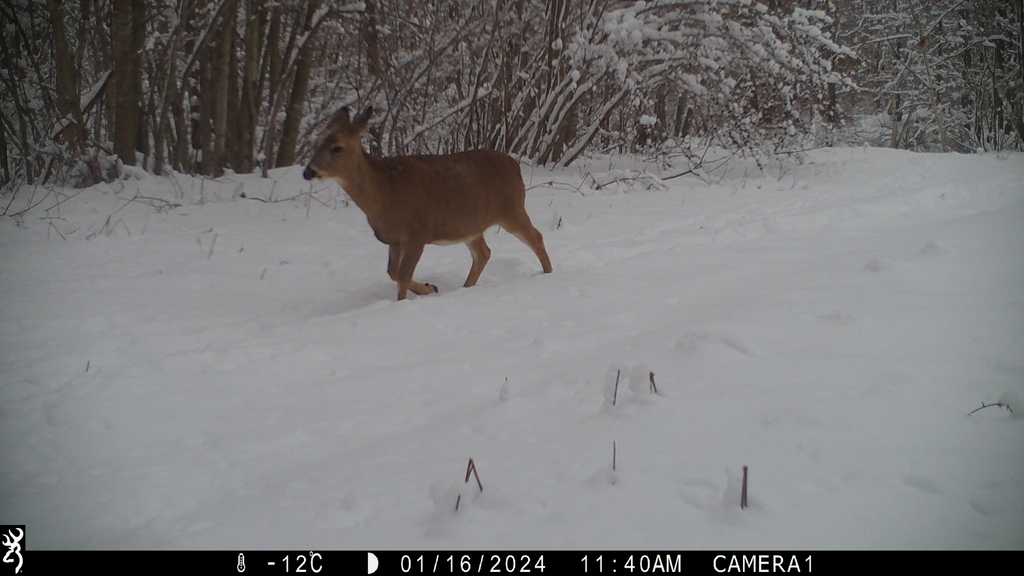 White-tailed Deer in January 2024 by Corey Husic · iNaturalist