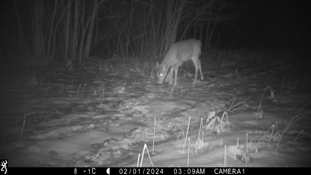 White-tailed Deer in February 2024 by Corey Husic · iNaturalist