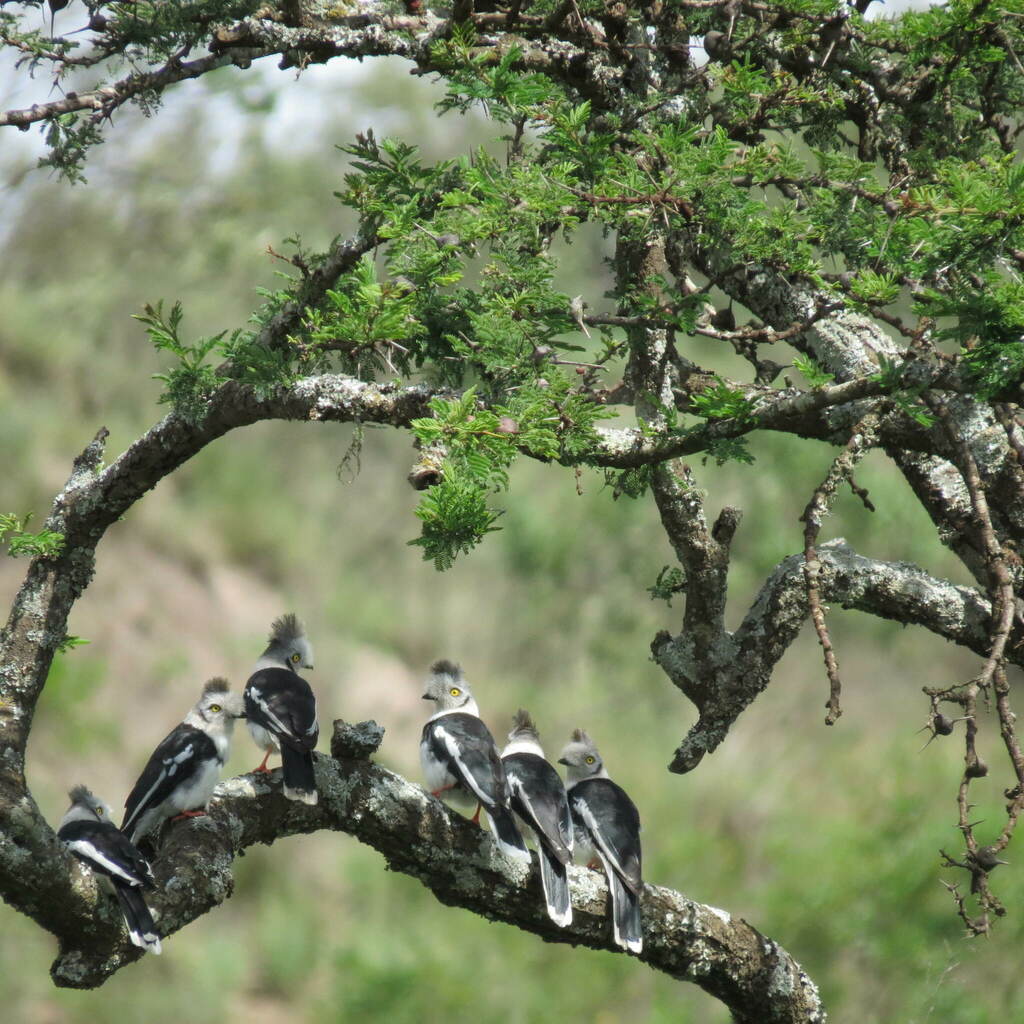 Gray-crested Helmetshrike in February 2024 by Simon Musila. Hell's Gate ...