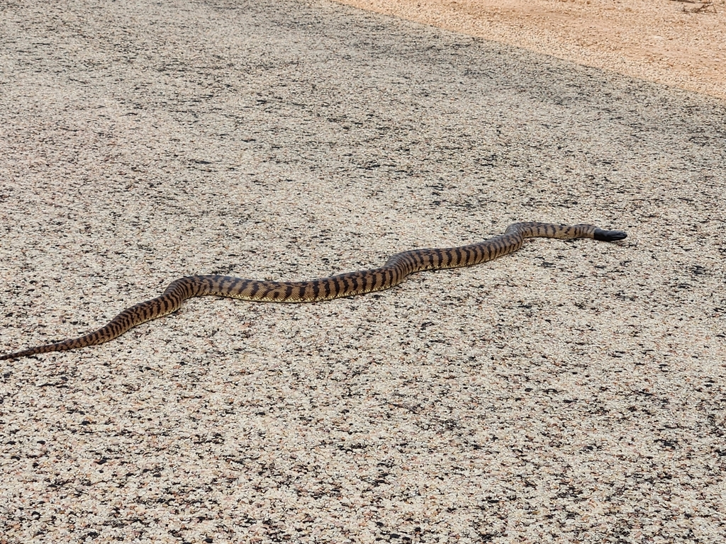 Black-headed Python from Cape Range National Park WA 6707, Australia on ...
