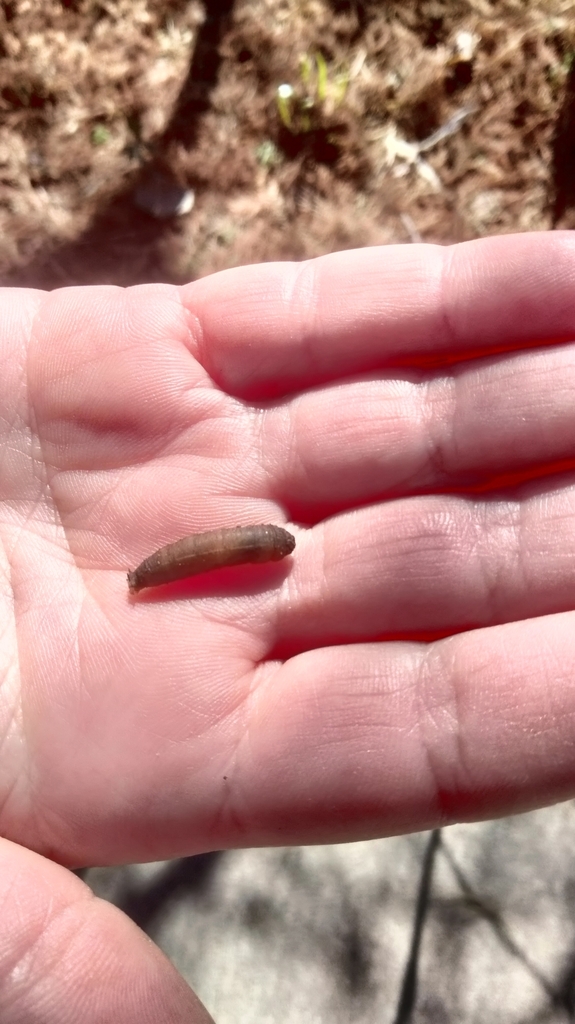 Winged and Once-winged Insects from Dallas, TX 75210, USA on February 1 ...