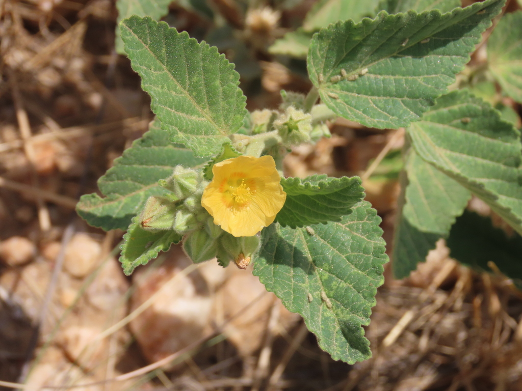 Sida ovata from Khomas Region, Namibia on January 27, 2024 at 11:16 AM ...