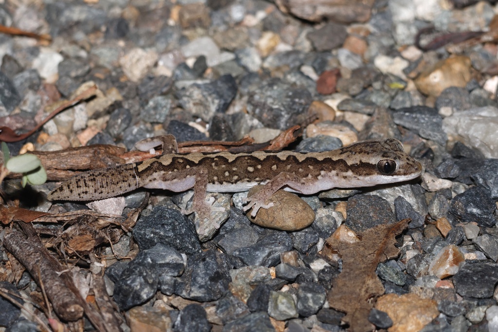 Eastern Stone Gecko from Sanananda St, Wacol, QLD, AU on February 2 ...