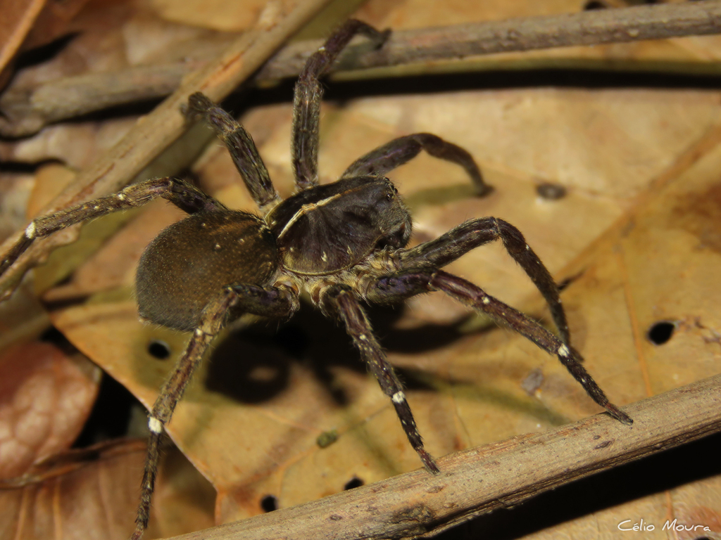 Ornate Tropical Wandering Spider from ARIE do Cambeba, Fortaleza ...