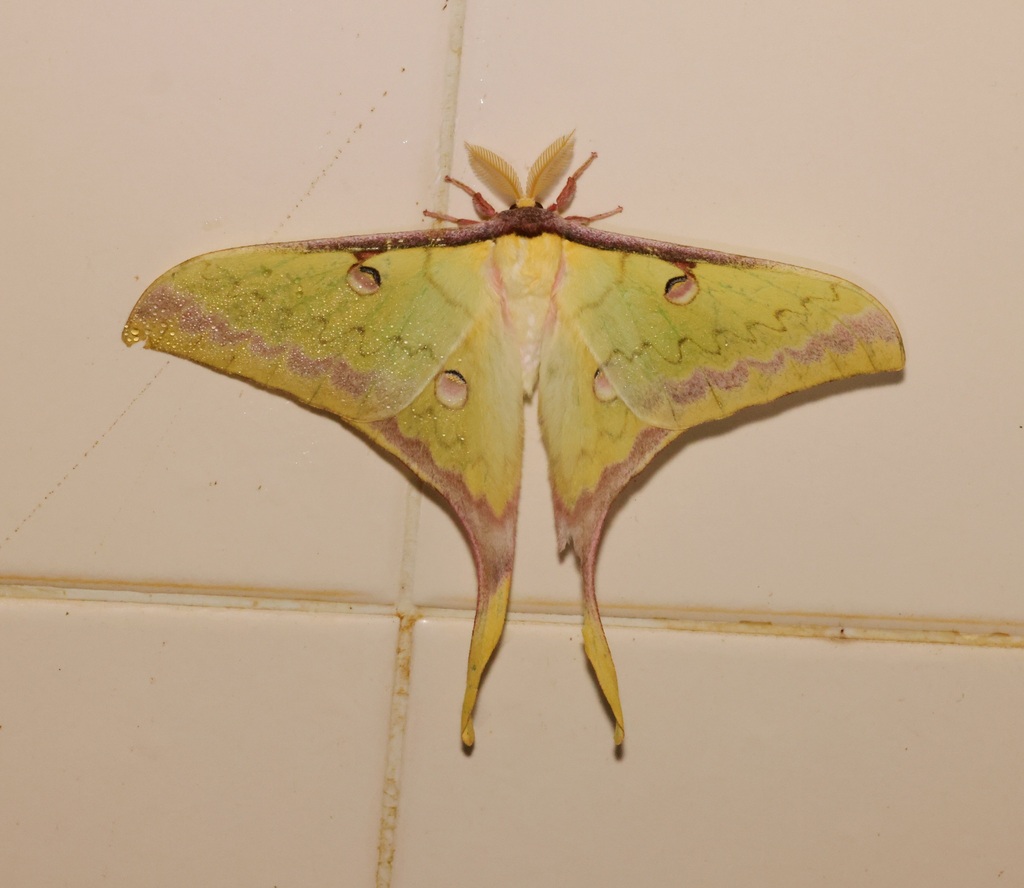 South China Moon Moth from Lantau Island, Hong Kong on February 1, 2024 ...