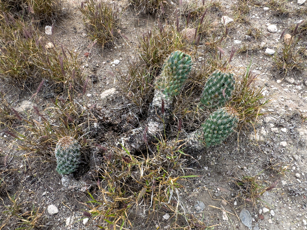 Coryphantha octacantha from 42390 Santa María Xigui, Hgo., Mexico on ...