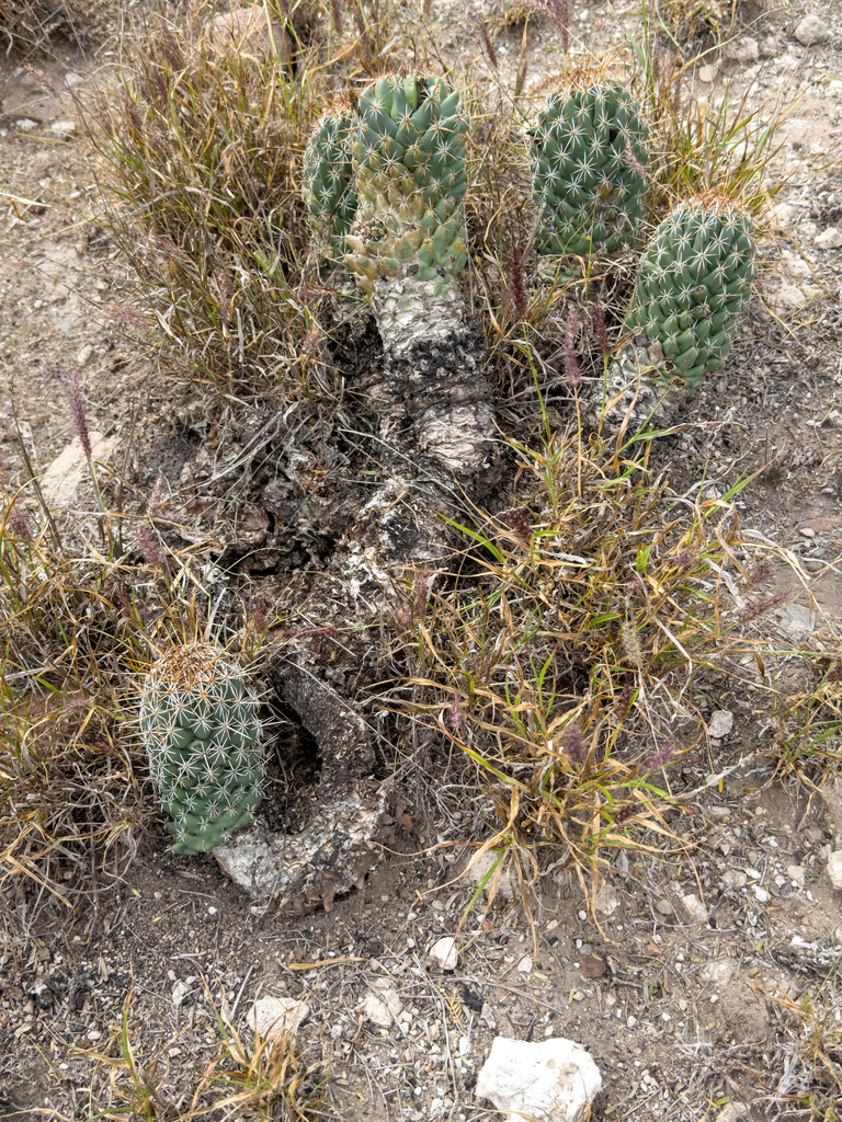 Coryphantha octacantha from 42390 Santa María Xigui, Hgo., Mexico on ...