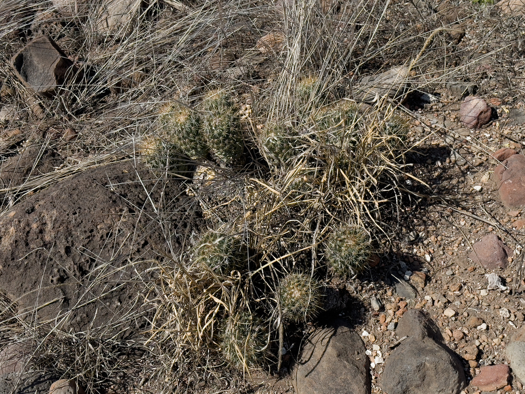 Coryphantha octacantha from 42460 Pañhé, Hgo., Mexico on January 21 ...