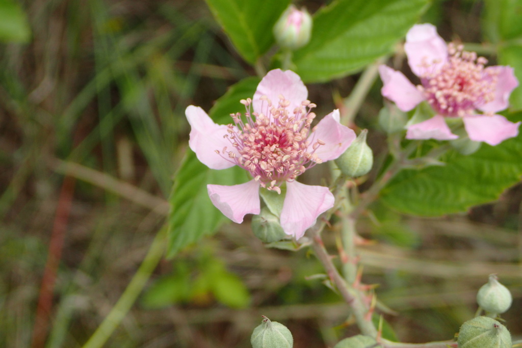 Rubus transvaalensis from Ehlanzeni District Municipality, South Africa ...