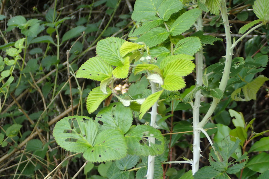 Ceylon Raspberry from Ehlanzeni District Municipality, South Africa on ...