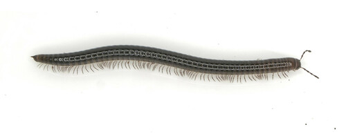 Subspecies Leptoiulus trilineatus bureschi · iNaturalist