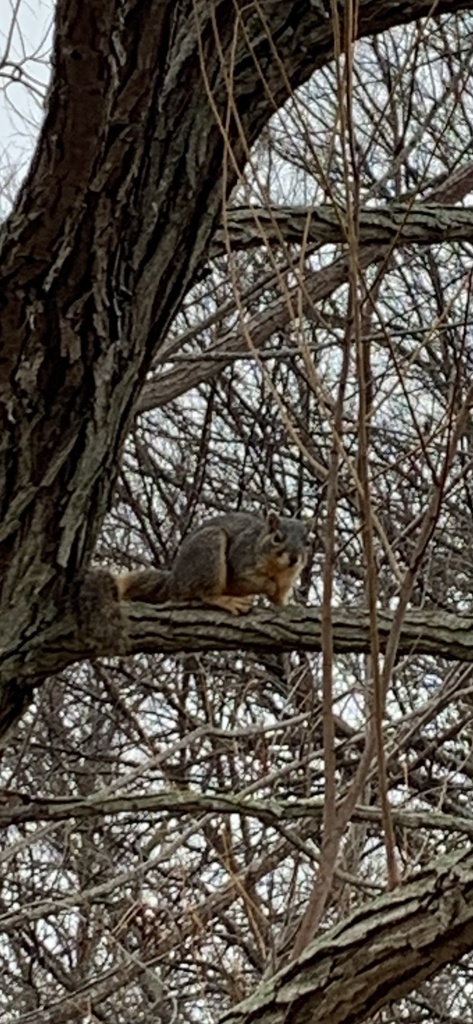 Fox Squirrel from Woodbridge Golf Club, Wylie, TX, US on February 2 ...